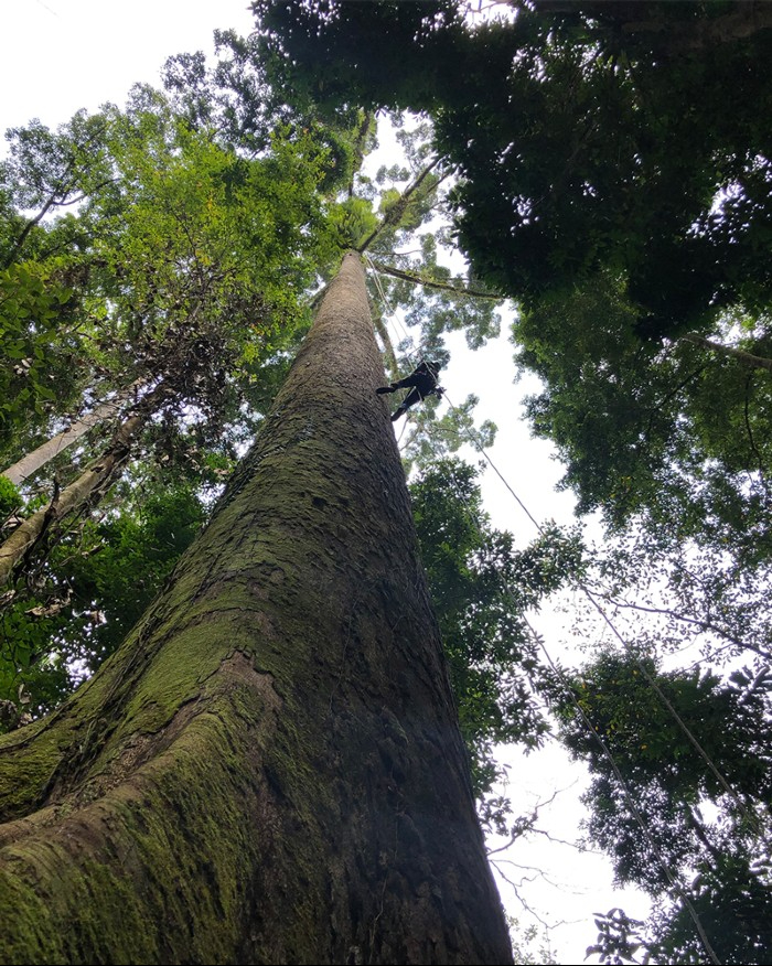 Do tall trees have a higher risk of wind damage? – Forest Ecology and ...
