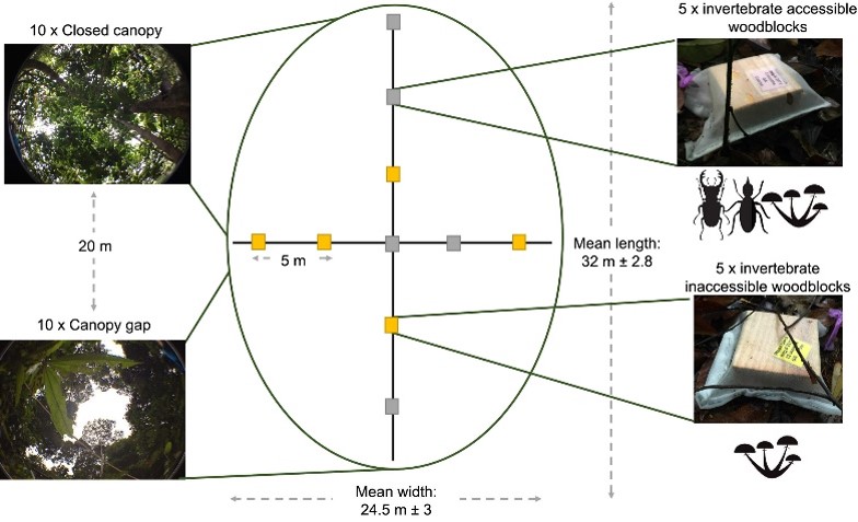 Carbon flux and forest dynamics: Increased deadwood decomposition in ...